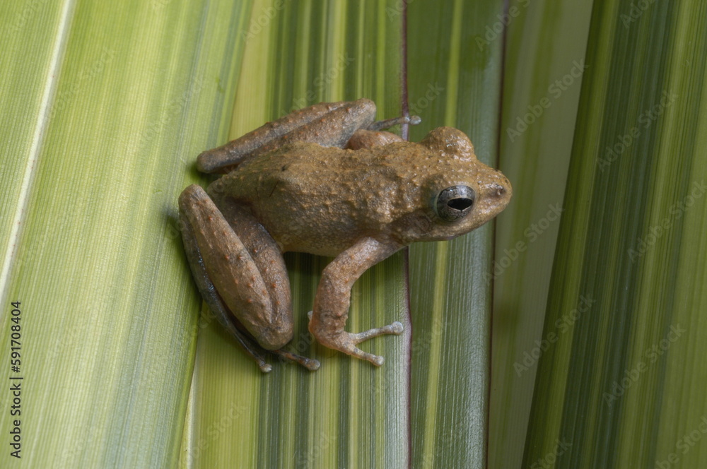 Genus Ascaphus frog on a leaf tailed frog Stock Photo | Adobe Stock