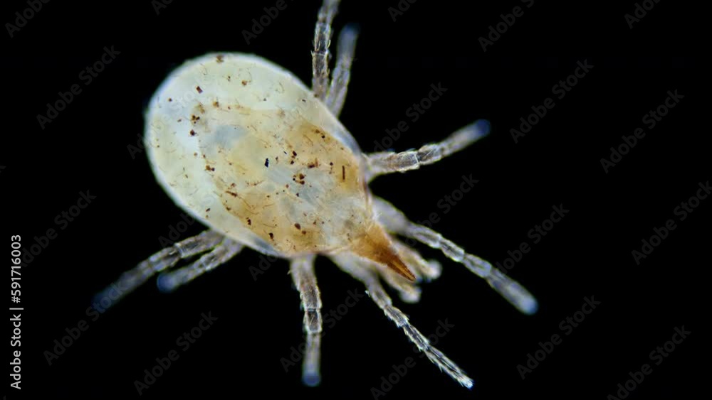 Predatory mite (acari) Hypoaspis miles under a microscope, Laelapidae ...