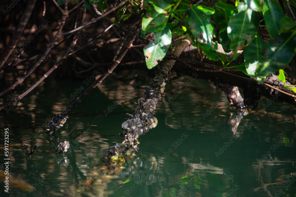 mangrove swamp in coveñas colombia by the sea tropical forest at the ...