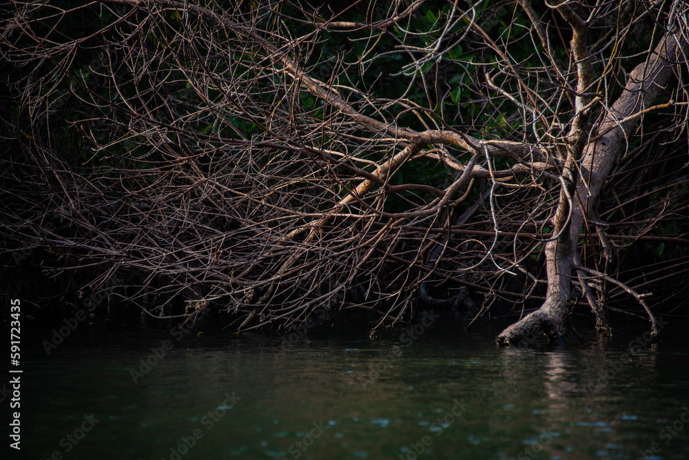mangrove swamp in coveñas colombia by the sea tropical forest at the ...