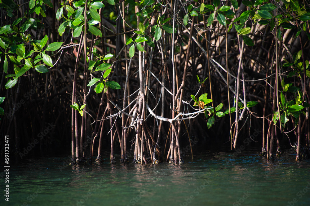 mangrove swamp in coveñas colombia by the sea tropical forest at the ...