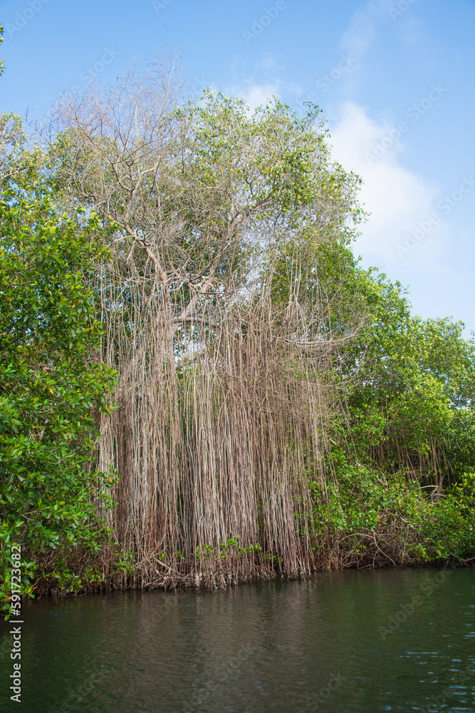river in the forest mangrove swamp in coveñas colombia by the sea ...