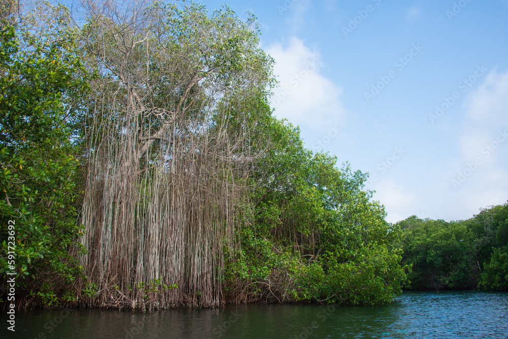 mangrove swamp in coveñas colombia by the sea tropical forest at the ...
