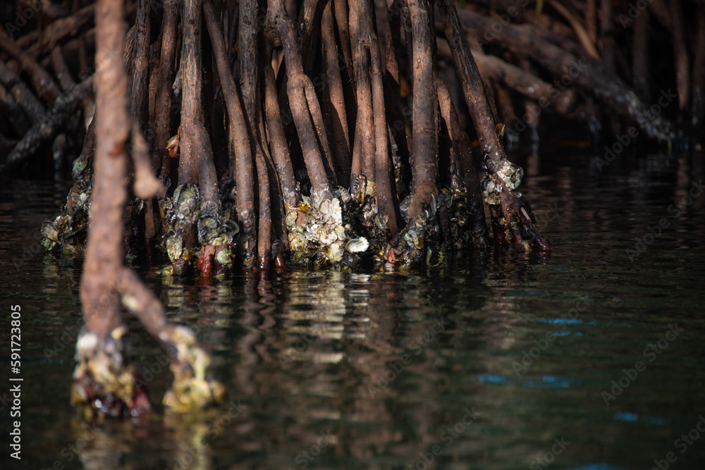 reflection in water reeds in the water mangrove swamp in coveñas ...