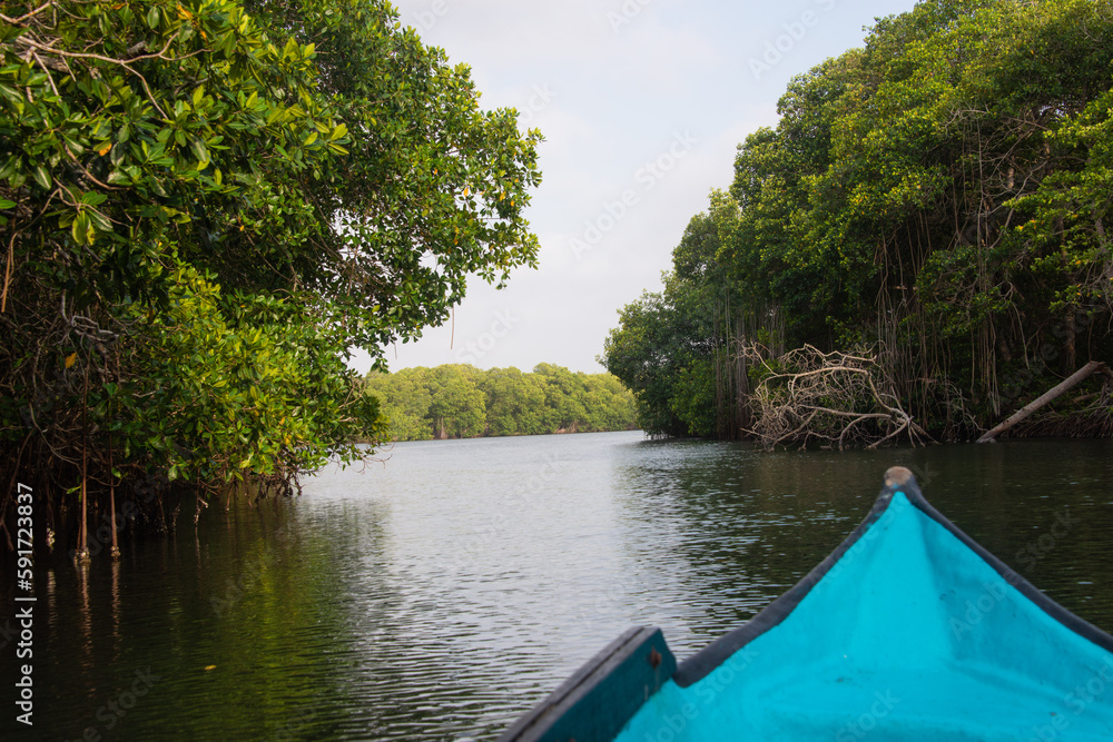 mangrove swamp in coveñas colombia by the sea tropical forest at the ...