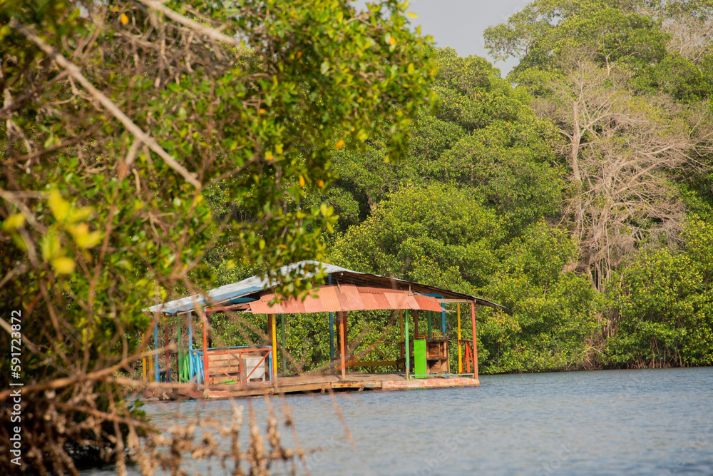 mangrove swamp in coveñas colombia by the sea tropical forest at the ...