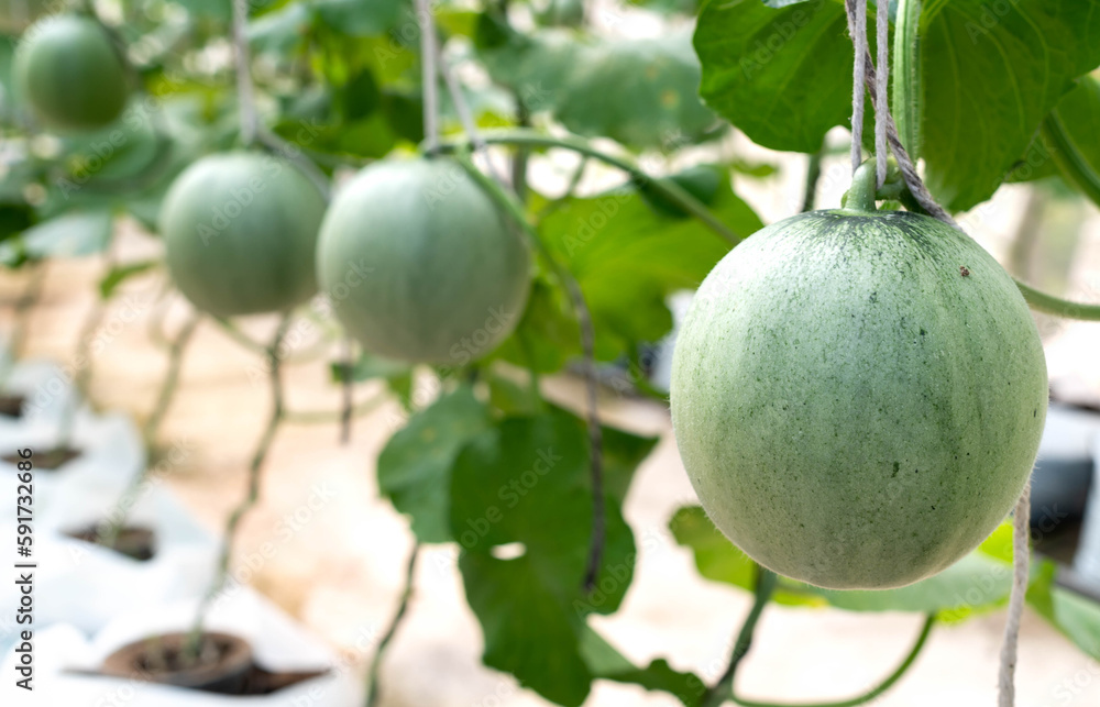 Young Plant Melon Fruit