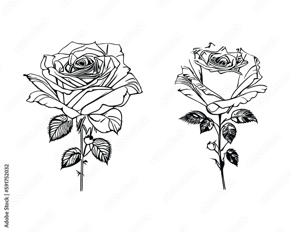 Poster Two Roses Coloring Book showcases stunning depictions of two ...