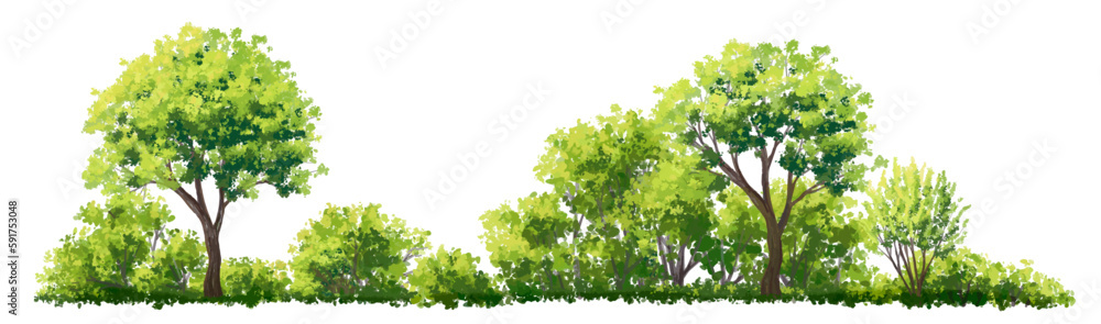 Vector watercolor of tree side view isolated on white background for ...