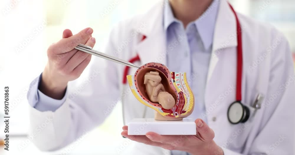 Doctor with stethoscope points pen to realistic model of uterus with ...