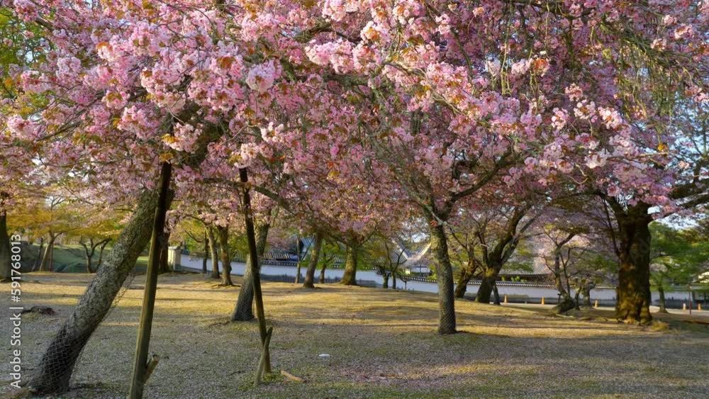 pink sakura blossoms in Japanese park in Nara, fresh cherry trees in ...