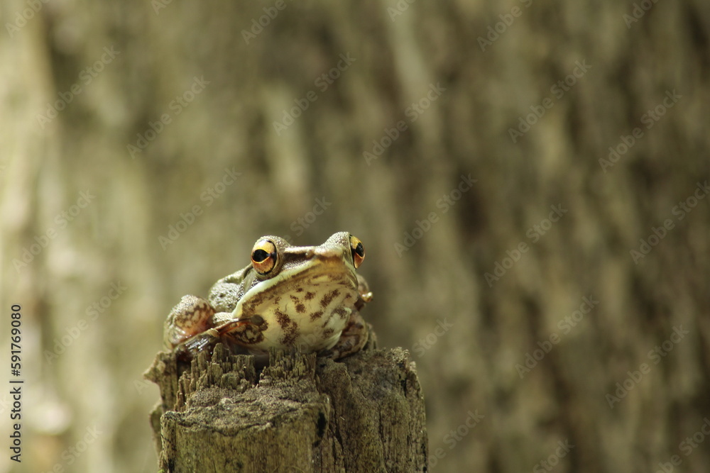 common tree frog, four lined tree frog, golden tree frogor striped tree ...