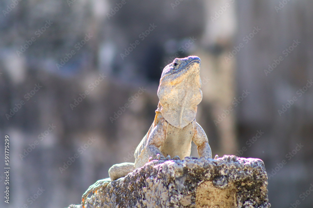 Iguana mexicana de cola espinosa / Western spiny-tailed iguana / Iguane ...