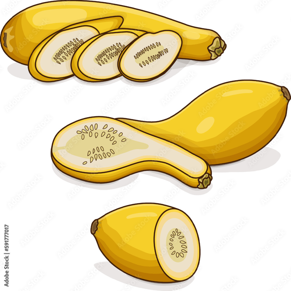Whole, half, quarter, slices of Crookneck Yellow Squash. Summer squash ...