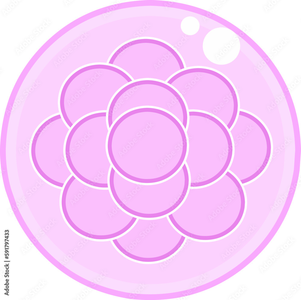 Morula Embryo Development Reproductive System IVF Vector Illustration ...