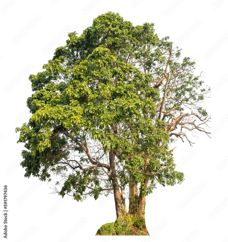 Green tree isolated on transparent background with clipping path ...