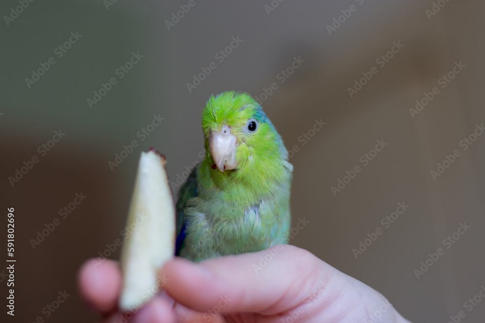 Pacific parakeet, Forpus domestica eats apple from a woman's hand Stock ...