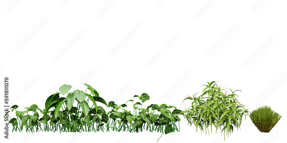 Green Dreams, Beautiful Transparent Plant Photos, Stunning Cut-Out ...