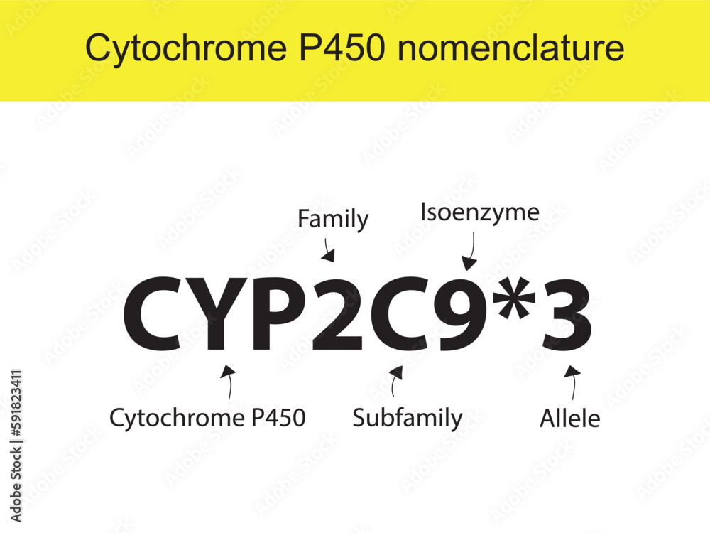 Cytochrome P450 CYP2C9 nomenclature diagram showing family, subfamily, enzyme and allele ...