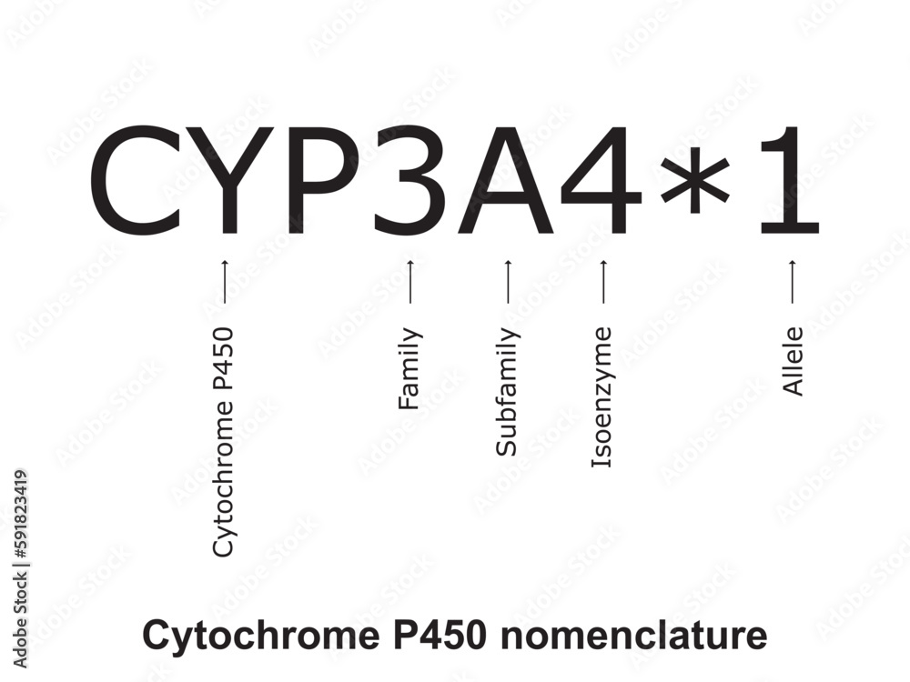 Cytochrome P450 CYP3A4 nomenclature diagram showing family, subfamily ...