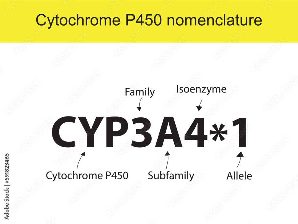 Cytochrome P450 CYP3A4 nomenclature diagram showing family, subfamily ...