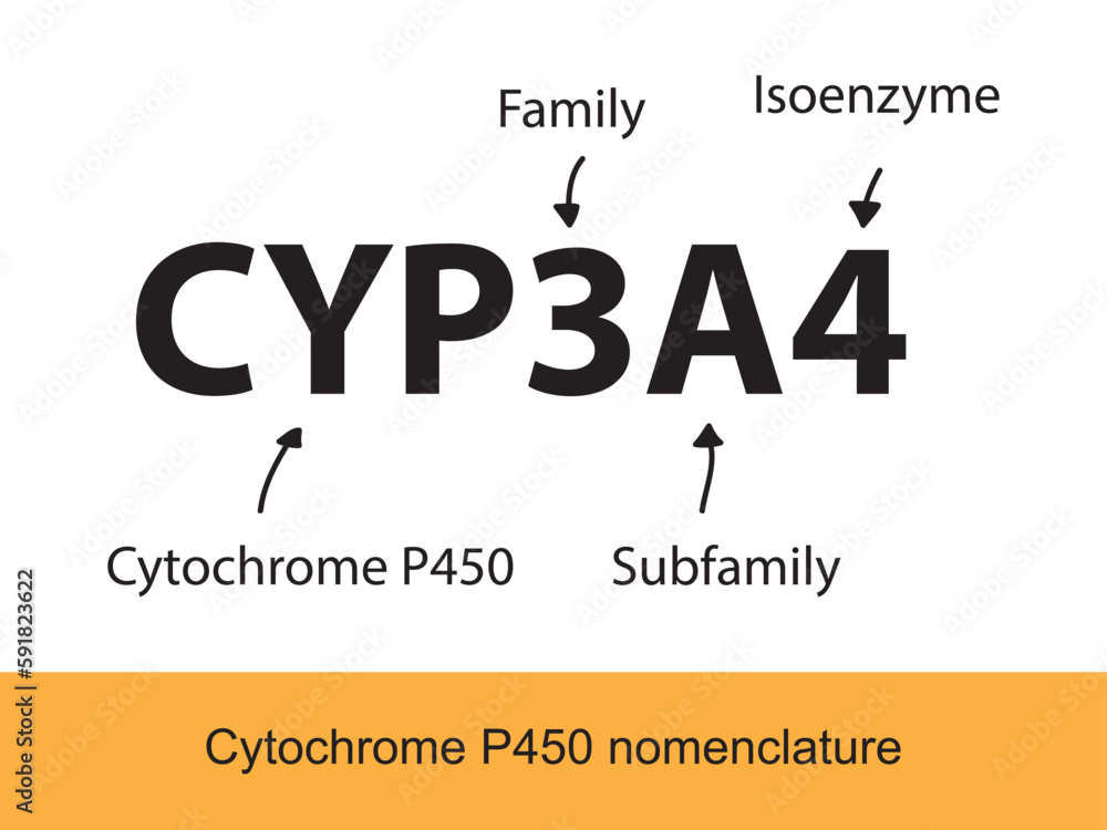 Cytochrome P450 CYP3A4 nomenclature diagram showing family, subfamily ...