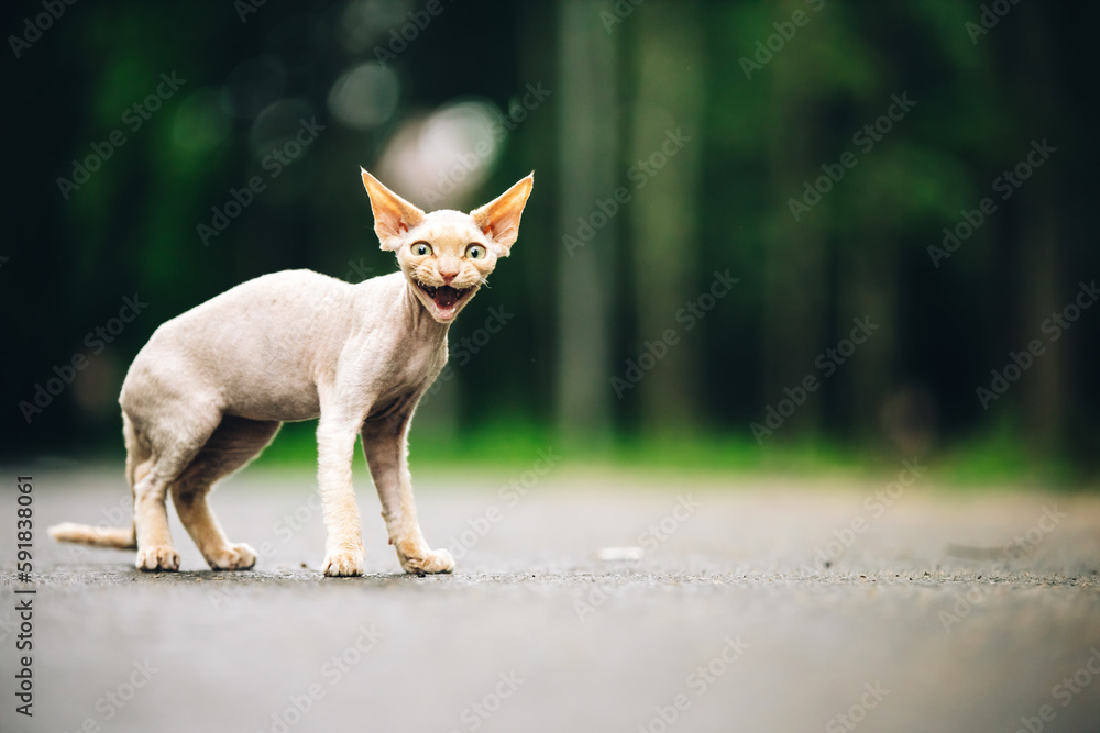 Curious Funny Cute Beautiful Playful Devon Rex Cat Looking At Camera ...