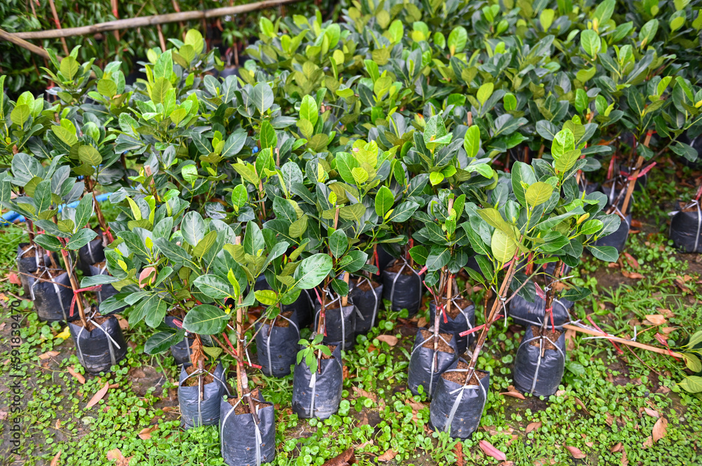 jackfruit plant tree , Young plant of jackfruit in soil seedling bag ...