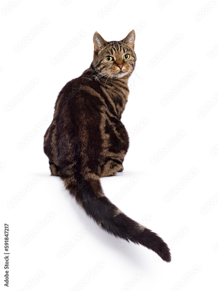 Cat Looking Over Shoulder