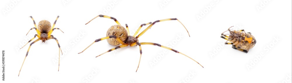 Latrodectus geometricus, commonly known as the brown widow, brown ...