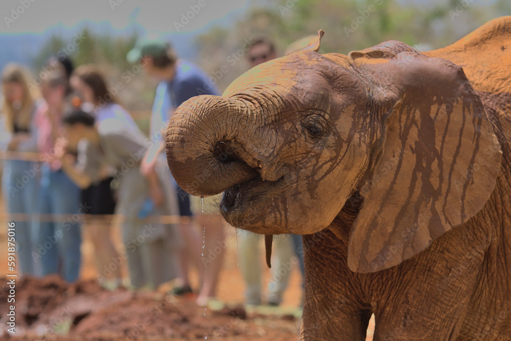 side view of an adorable orphaned baby elephant drinking water at the ...
