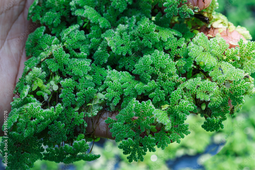 Azolla microphylla Used an ingredient in animal feed or as compost ...