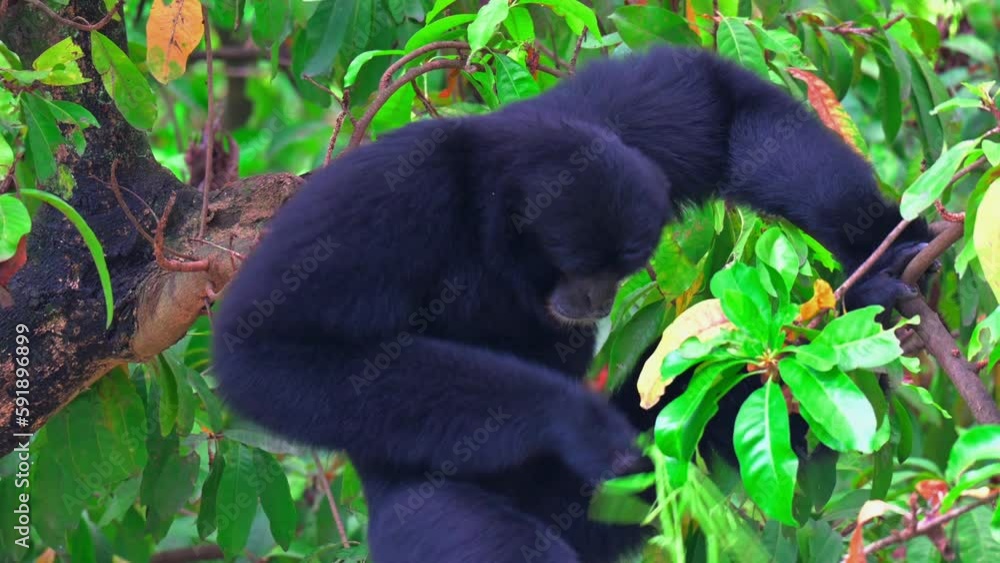 Siamang life in the tree ,The Siamang gibbon (Symphalangus syndactylus ...