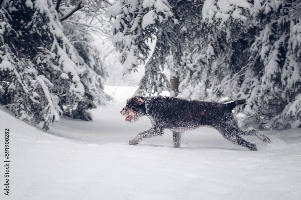 Bohemian wirehaired pointing griffon running on a path covered with ...