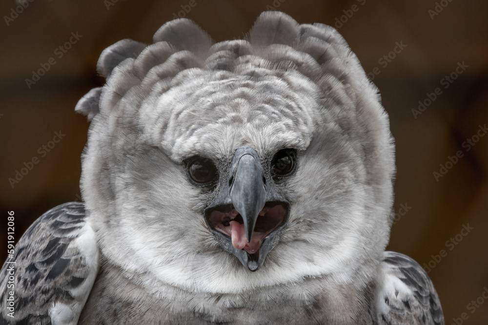 Harpy eagle - Harpie féroce - Harpia harpyja Stock Photo | Adobe Stock
