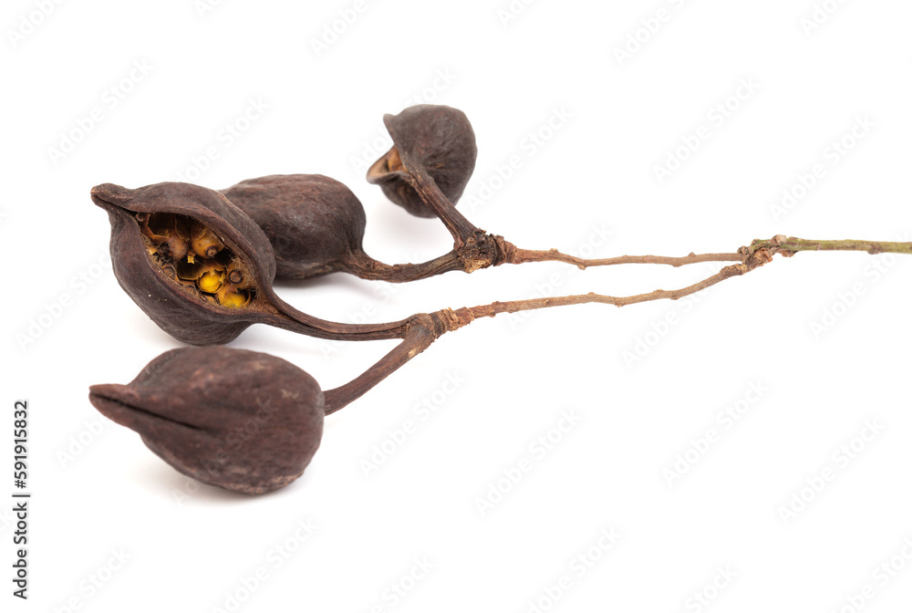 Black seed pods od Brachychiton populneus, kurrajong tree isolated on ...