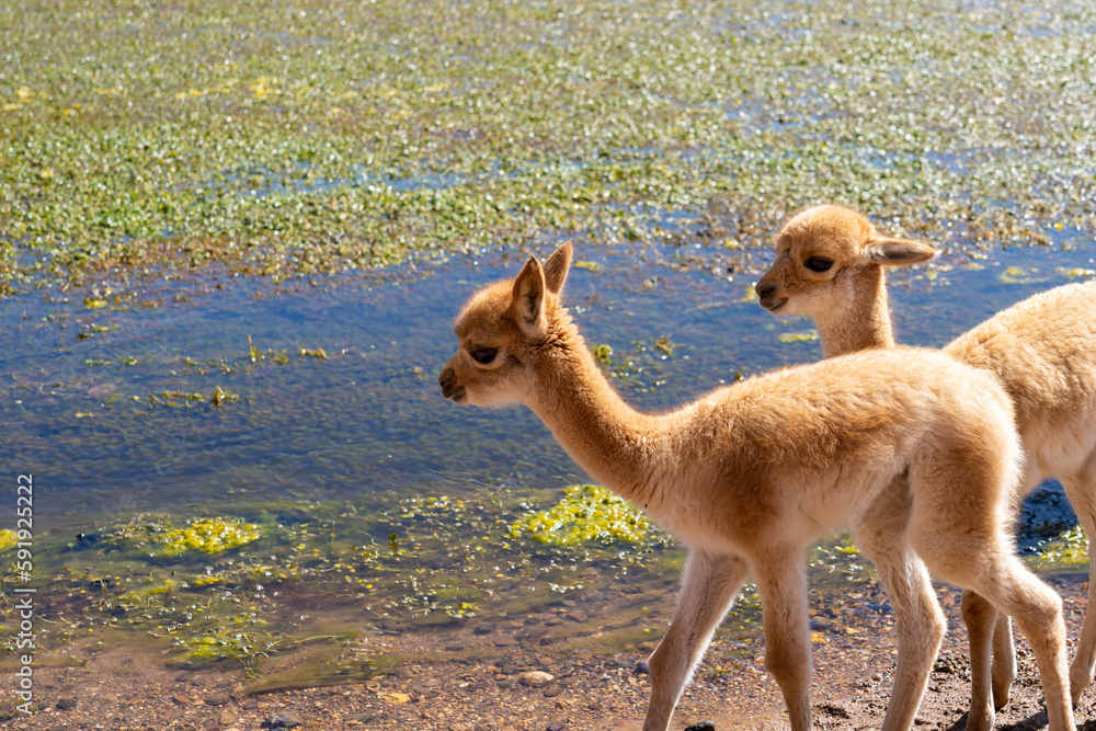 Two vicuna baby at the edge of the water both stare directly into the ...