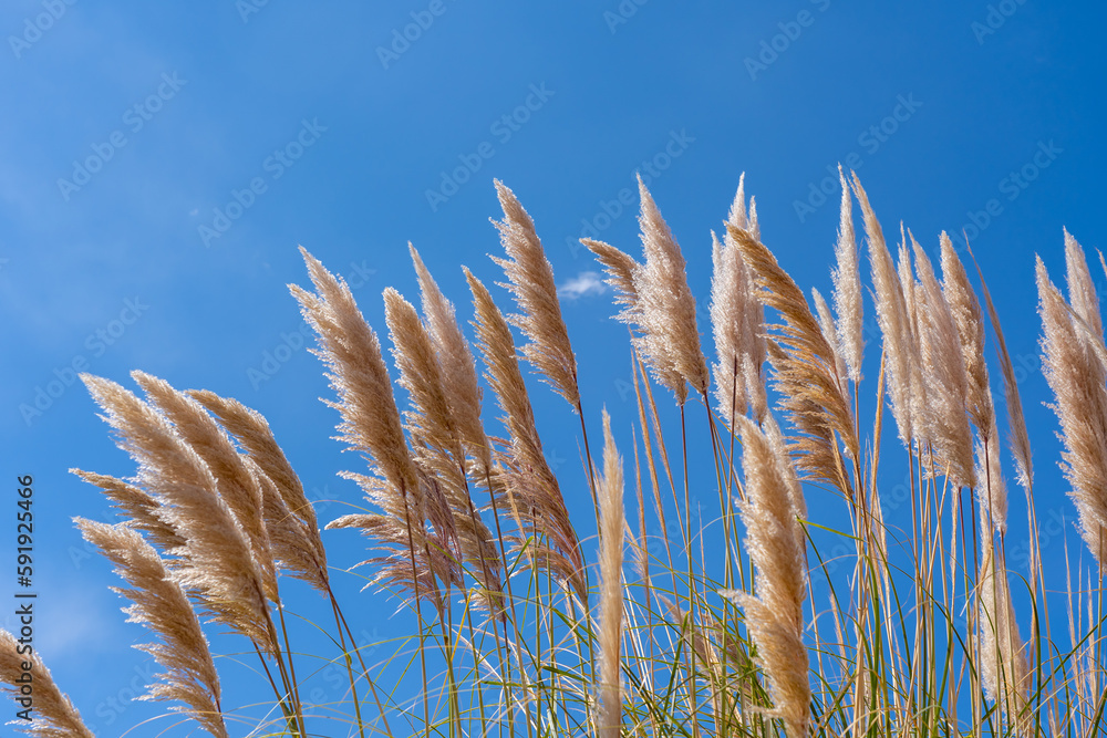 Pampas grass (Cortaderia selloana) with the blue sky background. Chile ...