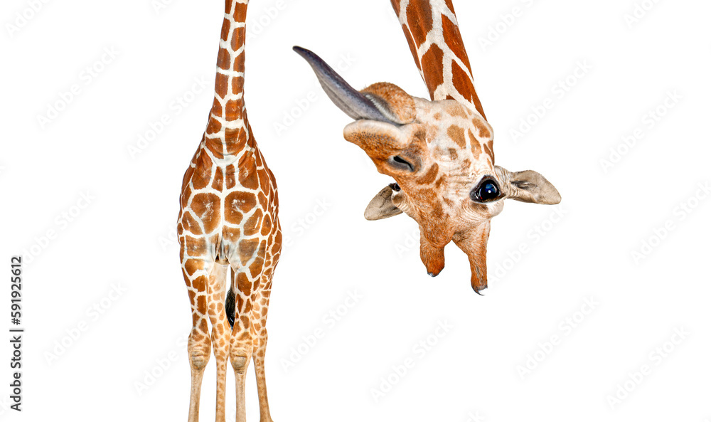 Portrait of a funny and cute giraffe upside down sticking tongue out; head down. with a ...