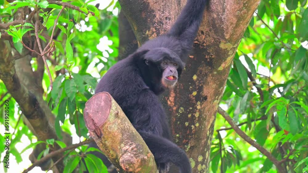 Siamang life in the tree ,The Siamang gibbon (Symphalangus syndactylus ...