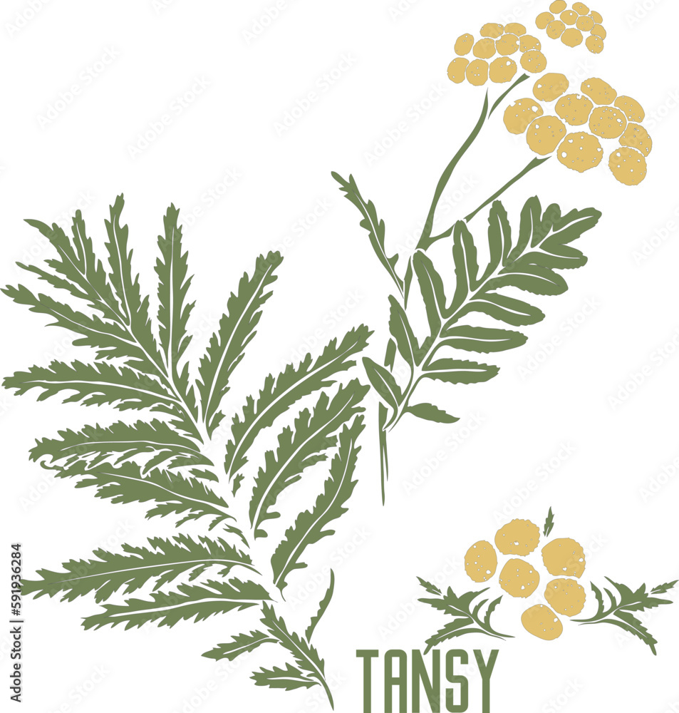 Common tansy flowers in vector silhouette. Tanacetum vulgare medicinal ...