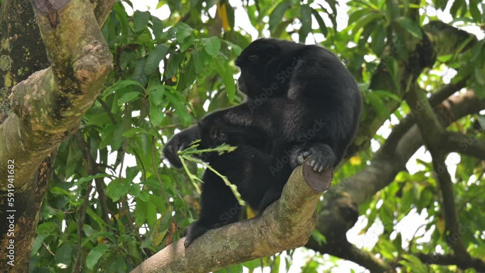 Siamang life in the tree ,The Siamang gibbon (Symphalangus syndactylus ...