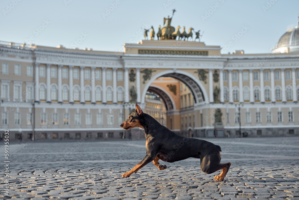 Foto de dog in the city of St. Petersburg. Standard German Pinscher ...