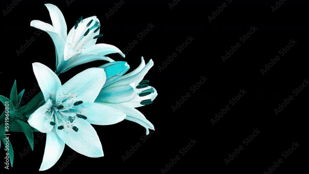 A blue lily flower on a black background, known as Lilium parryi ...