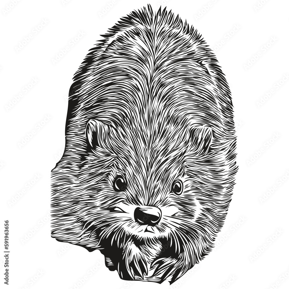 beaver sketches, outline with transparent background, hand drawn ...