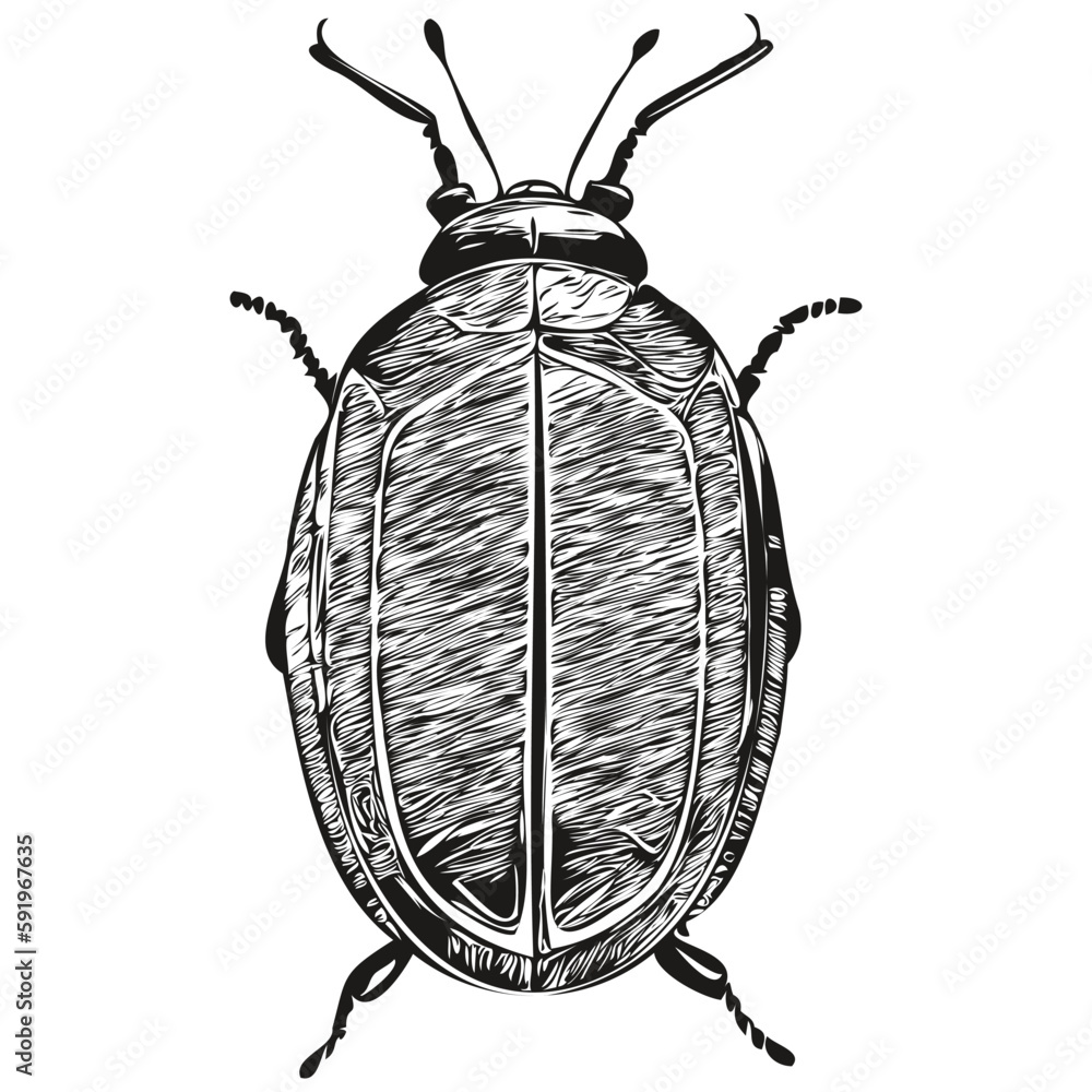 beetle sketches, outline with transparent background, hand drawn ...