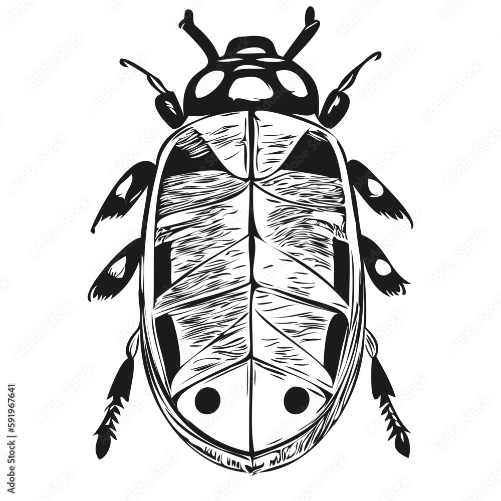 beetle sketches, outline with transparent background, hand drawn ...