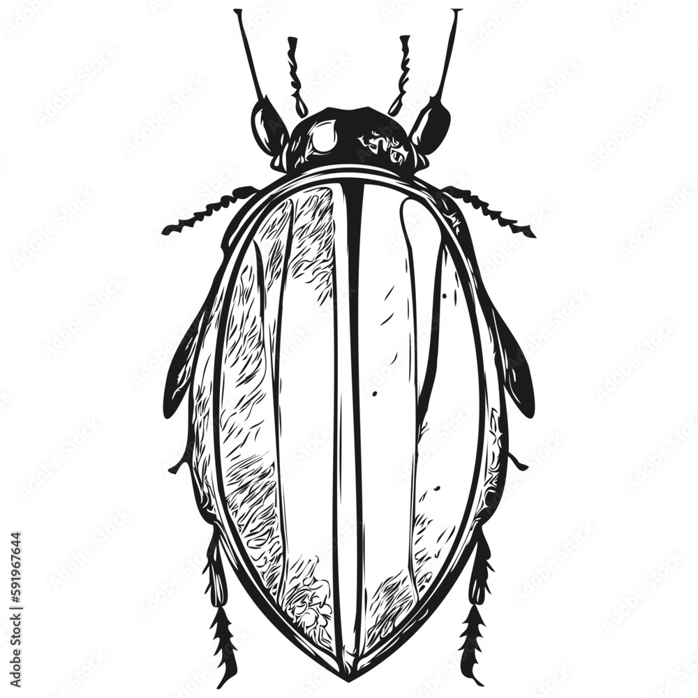beetle sketches, outline with transparent background, hand drawn ...