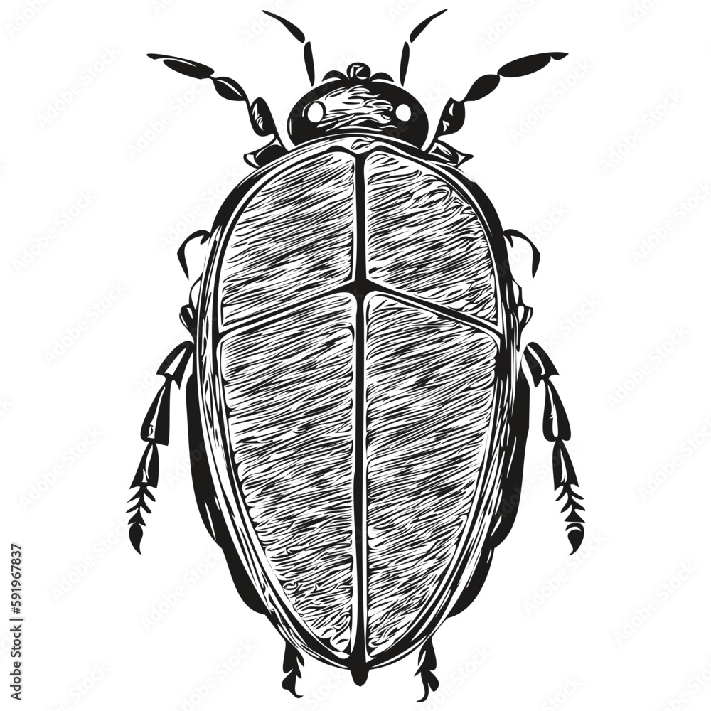 Black and white linear paint draw beetle vector illustration beetles ...