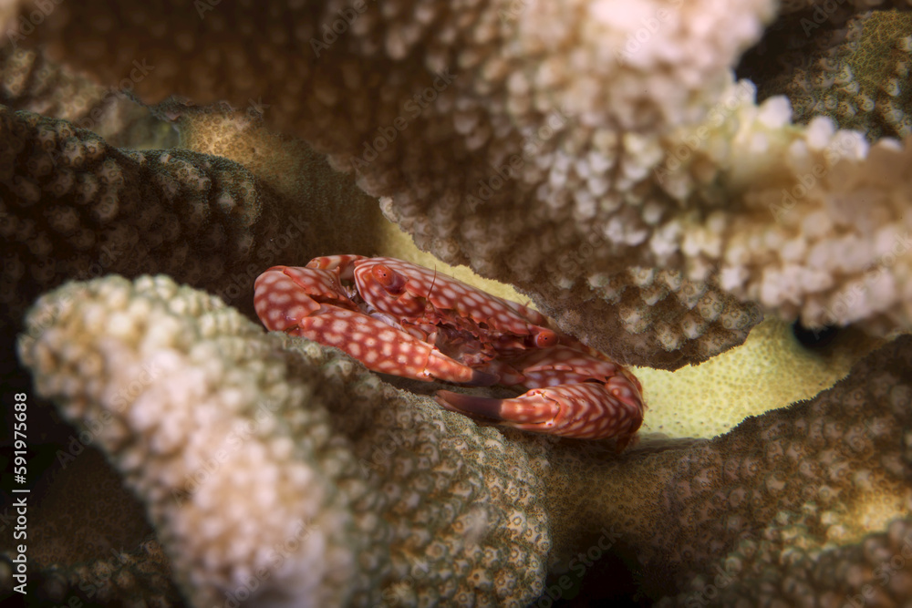 Spotted Guard Crab (Trapezia tigrina); Maui, Hawaii, United States of ...